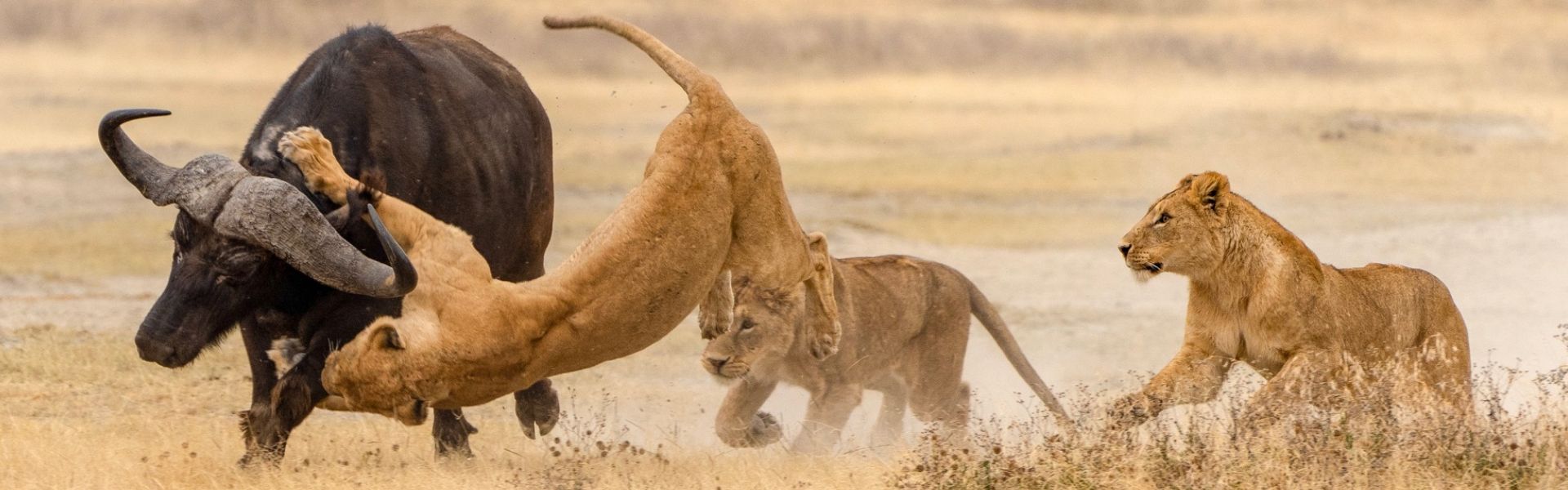 5 Days Calving Season Safari - Kilisa Tours