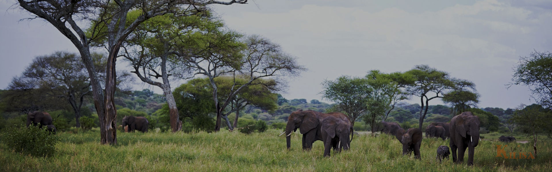 Tarangire National Park - Kilisa Tours